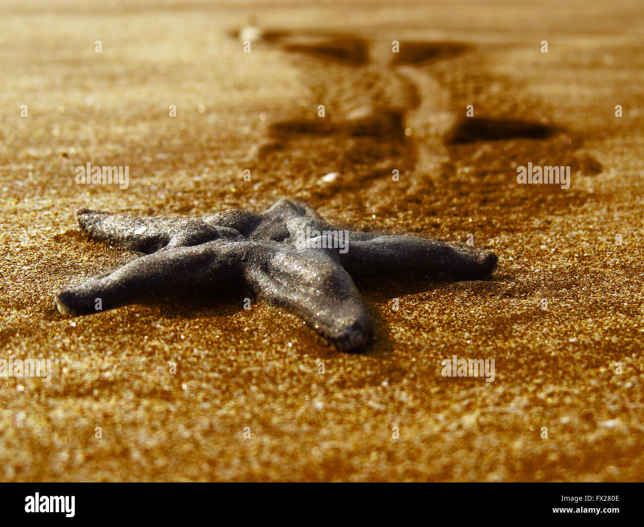 Beautiful Starfish Stock Photos & Beautiful Starfish Stock Images - Alamy