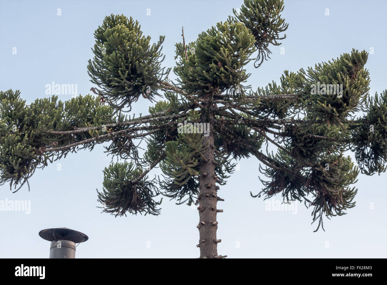 Araucaria Tree Campos do Jordao Brazil Stock Photo - Alamy
