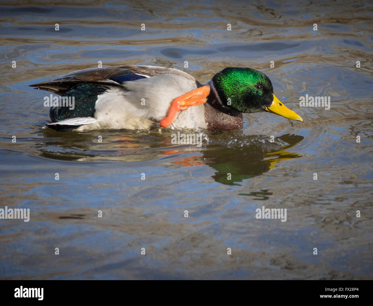 Mallard duck scratching its head Stock Photo - Alamy