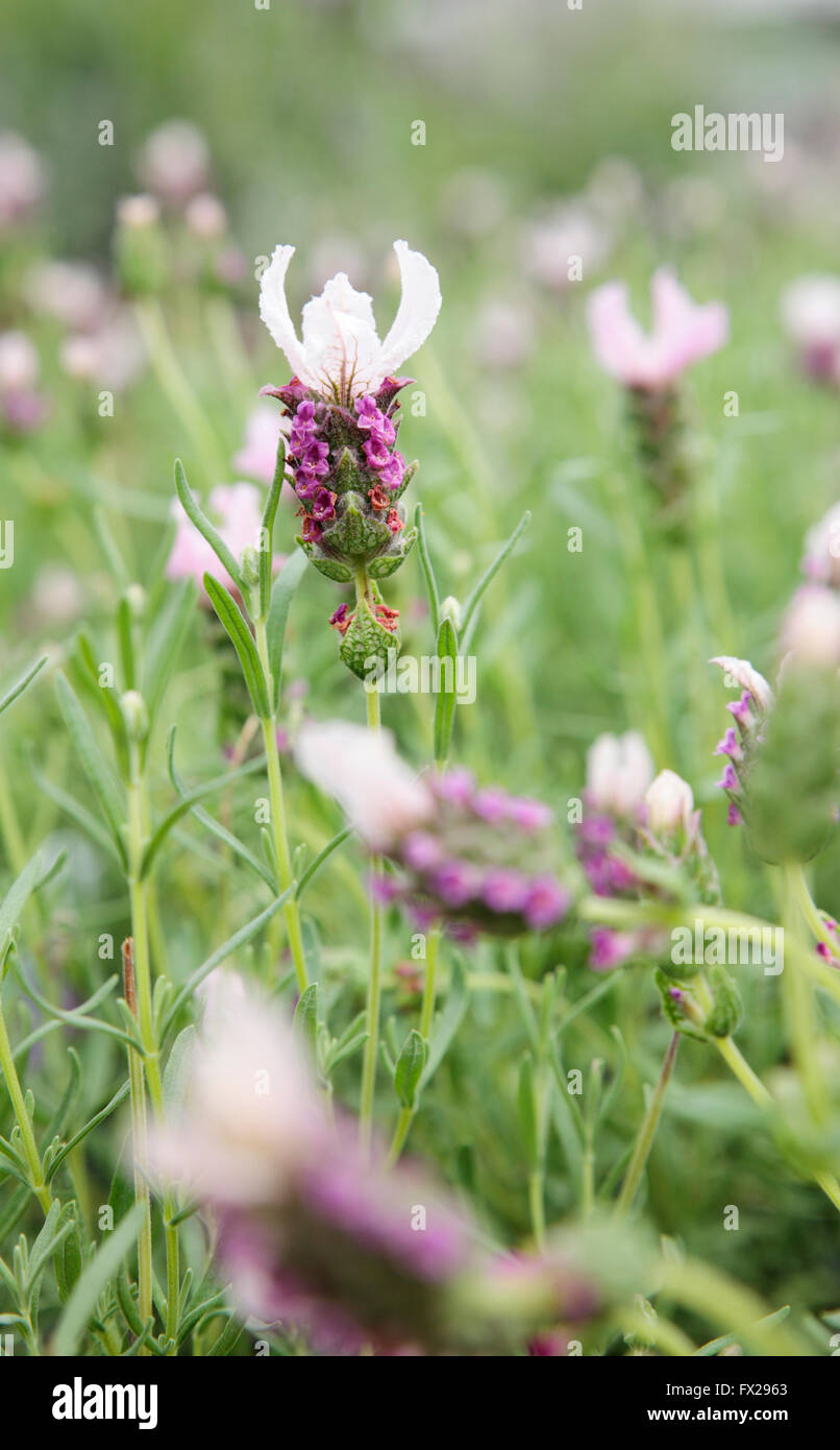 Boysenberry hi-res stock photography and images - Alamy