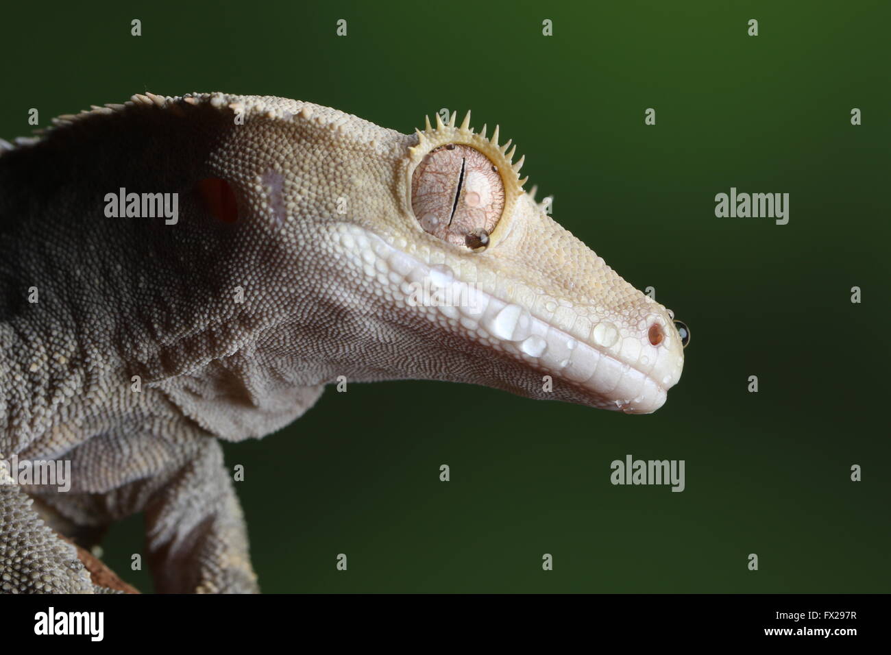 gecko portrait - studio with green background Stock Photo - Alamy