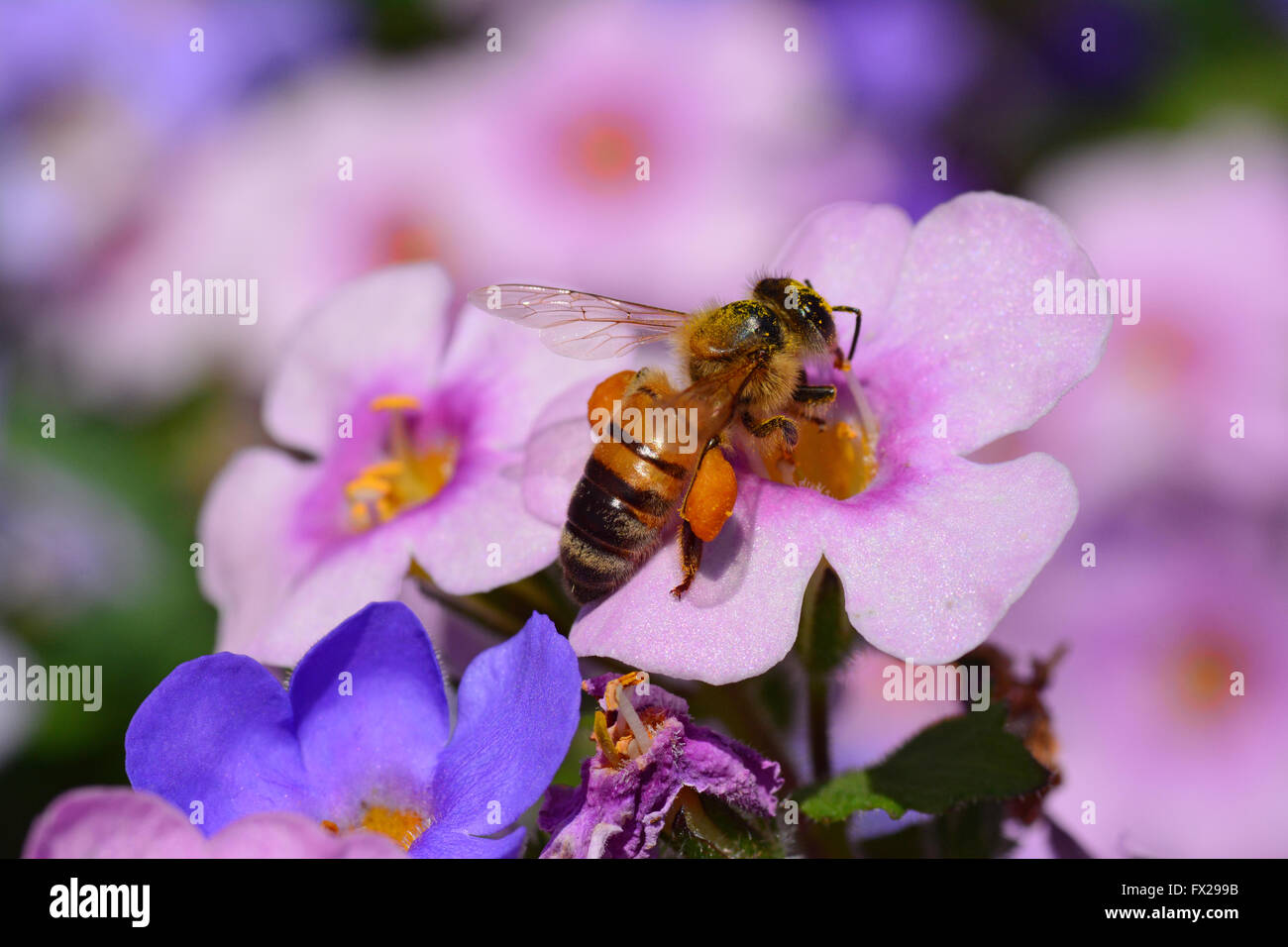 Bee pollinating pink flower, Close-up Stock Photo - Alamy