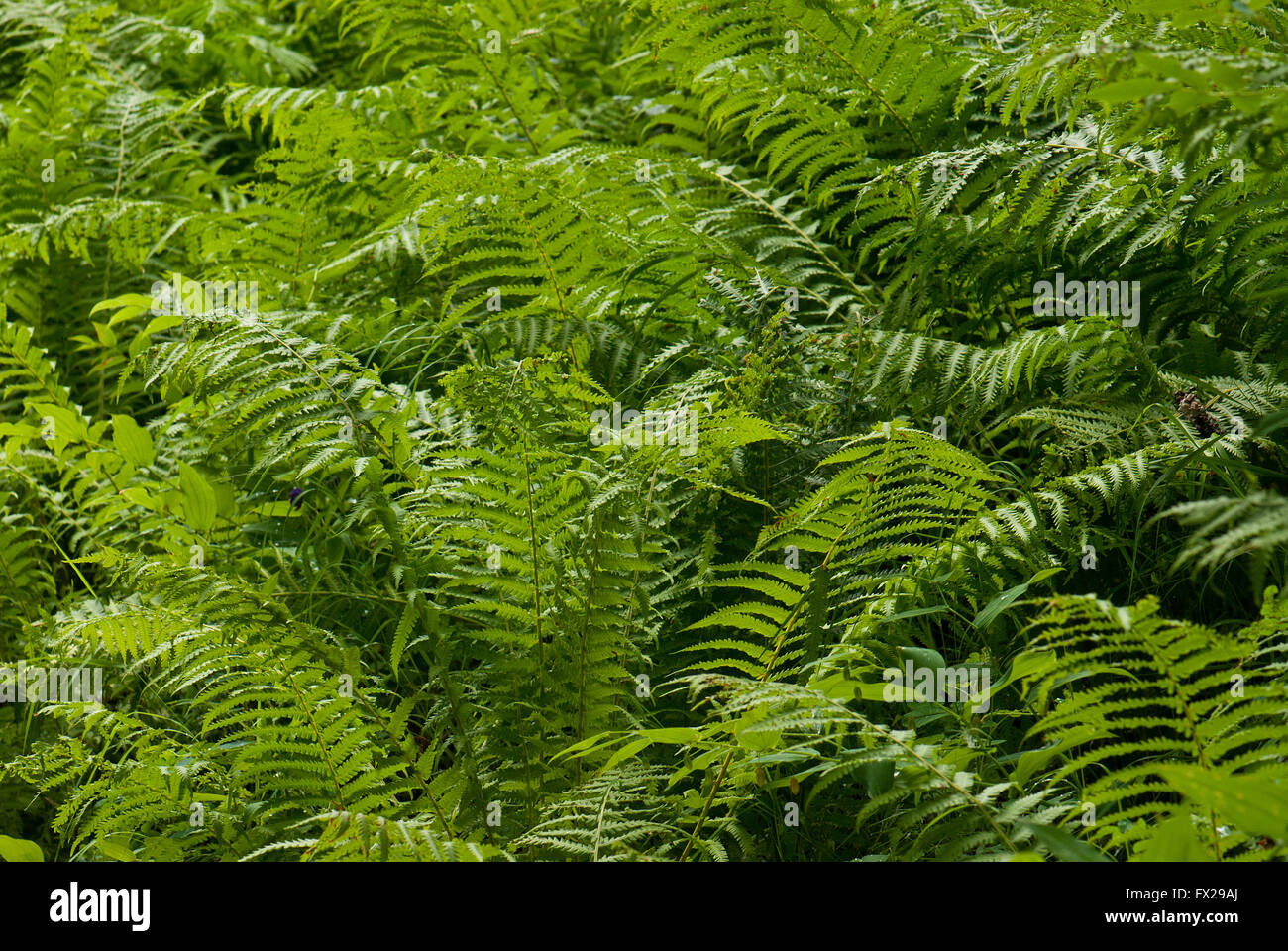 Ferns in Alaskan forest, Alaska, USA Stock Photo - Alamy