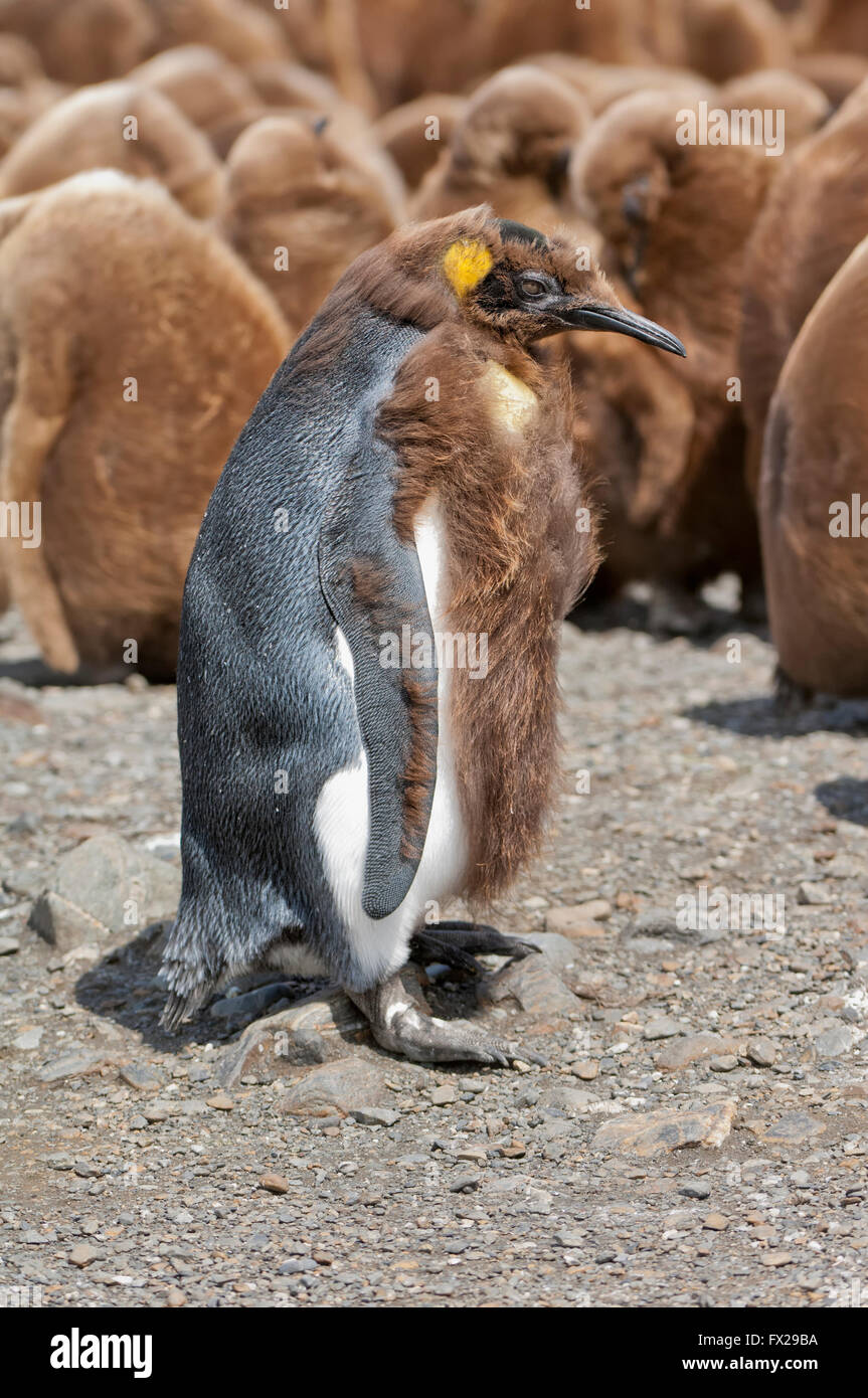 Molting King penguin (Aptenodytes patagonicus) in front of a rookery ...