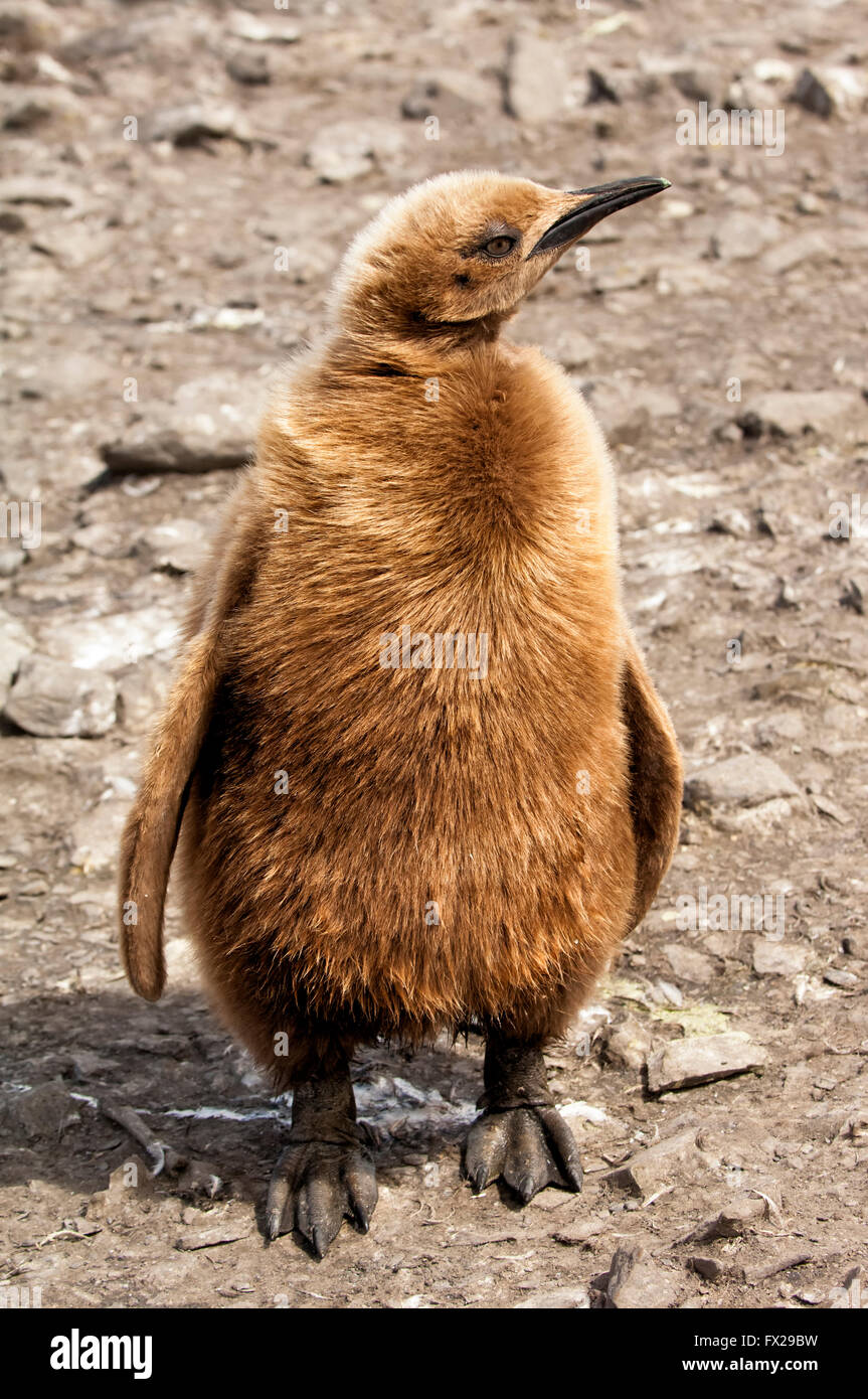 King penguin antarctica hi-res stock photography and images - Alamy