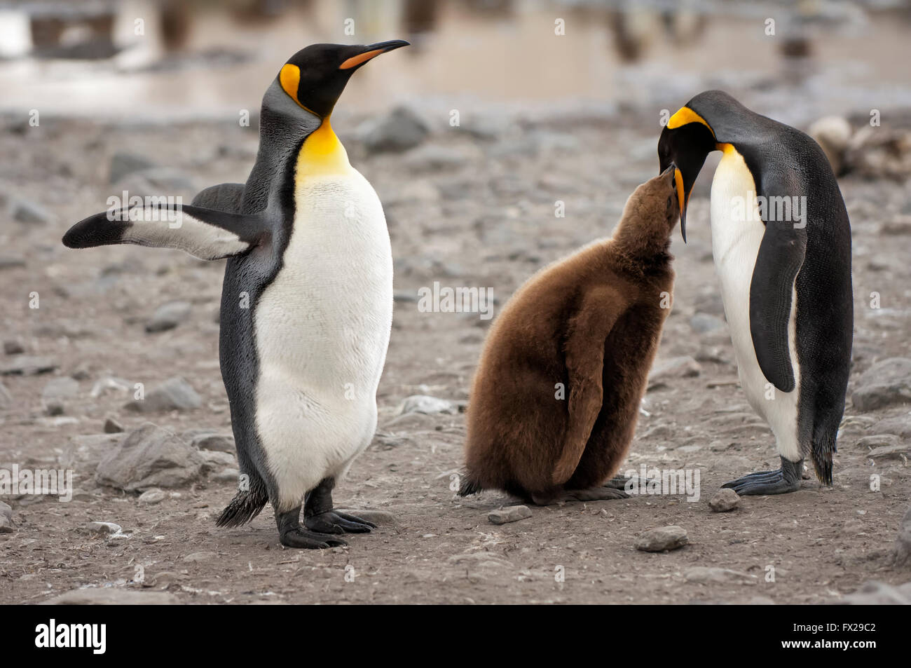 King penguin feeding a chick (Aptenodytes patagonicus), St. Andrews Bay ...