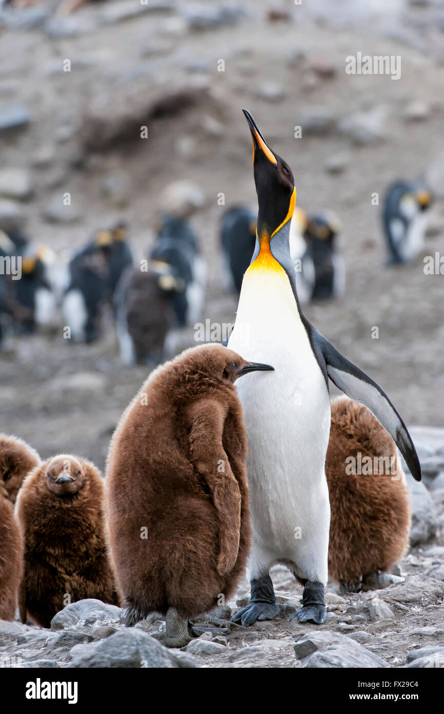 King penguin penguins feeding hi-res stock photography and images - Alamy