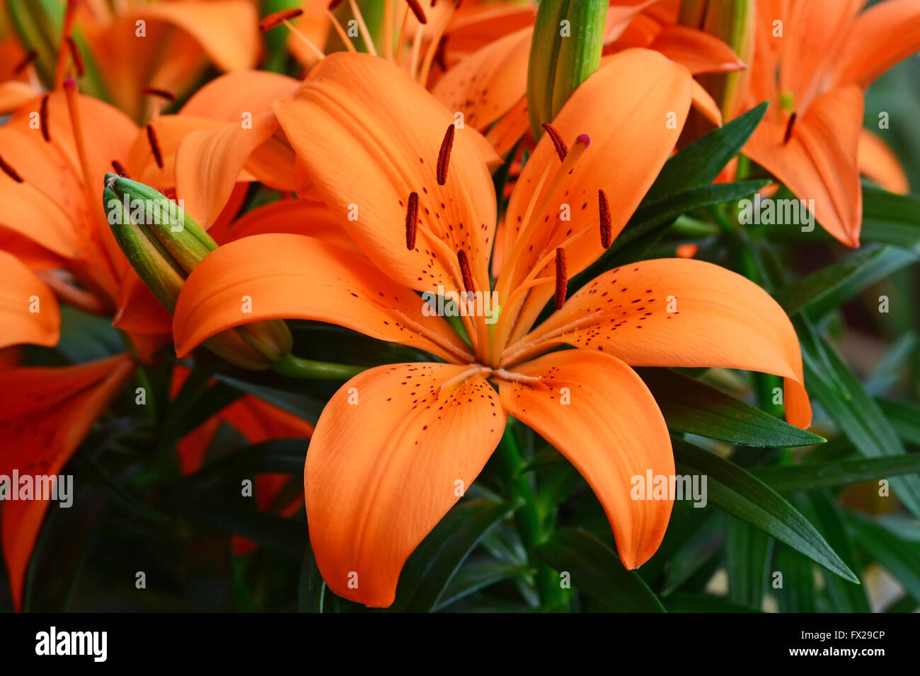 Lilium, Orange flower Stock Photo - Alamy