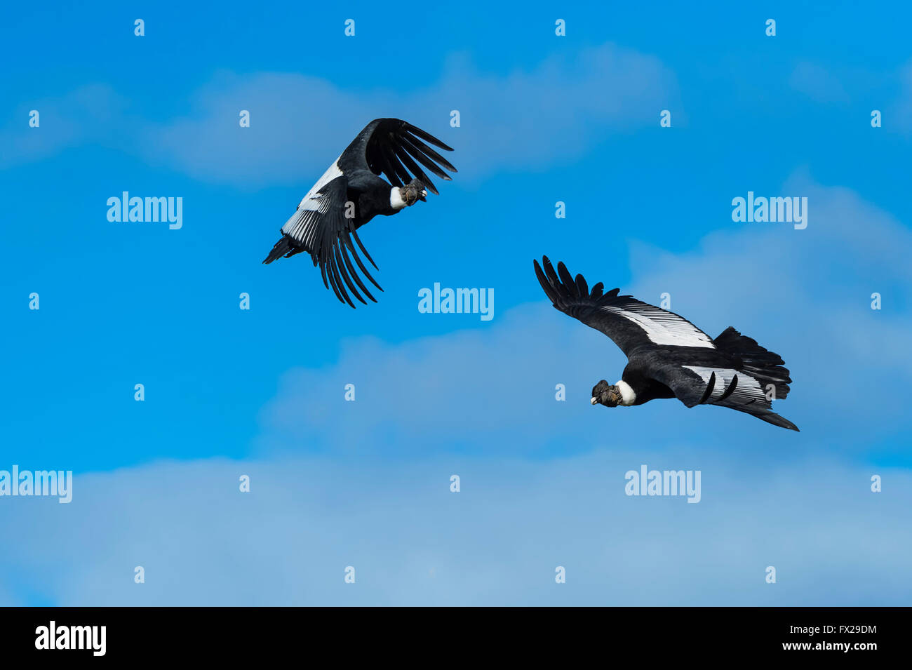 Condor in flight hi-res stock photography and images - Alamy