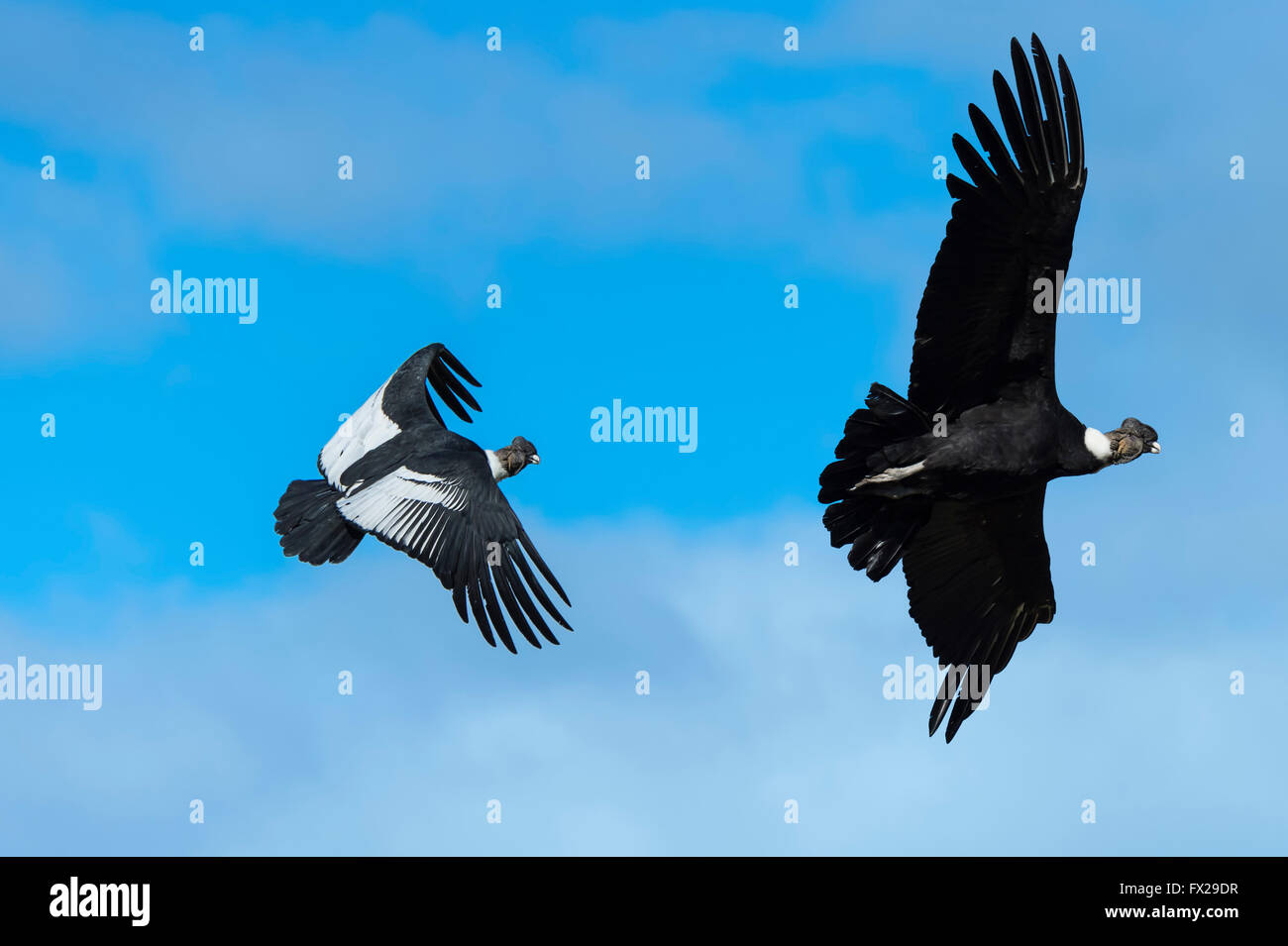 Condor in flight hi-res stock photography and images - Alamy