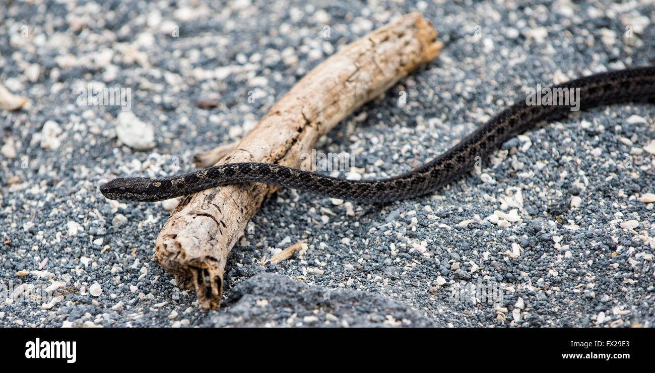 Banded Galapagos Snake (Antillophis slevini), Punta Espinoza ...