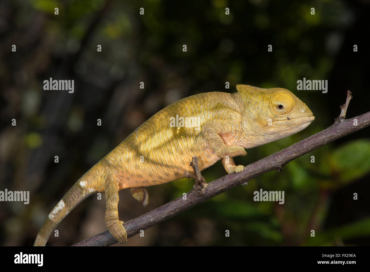 Baby Parson's chameleon (Calumma parsonii), Madagascar Stock Photo - Alamy