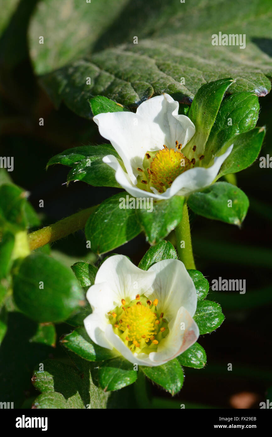 Strawberry flowers close-up Stock Photo - Alamy