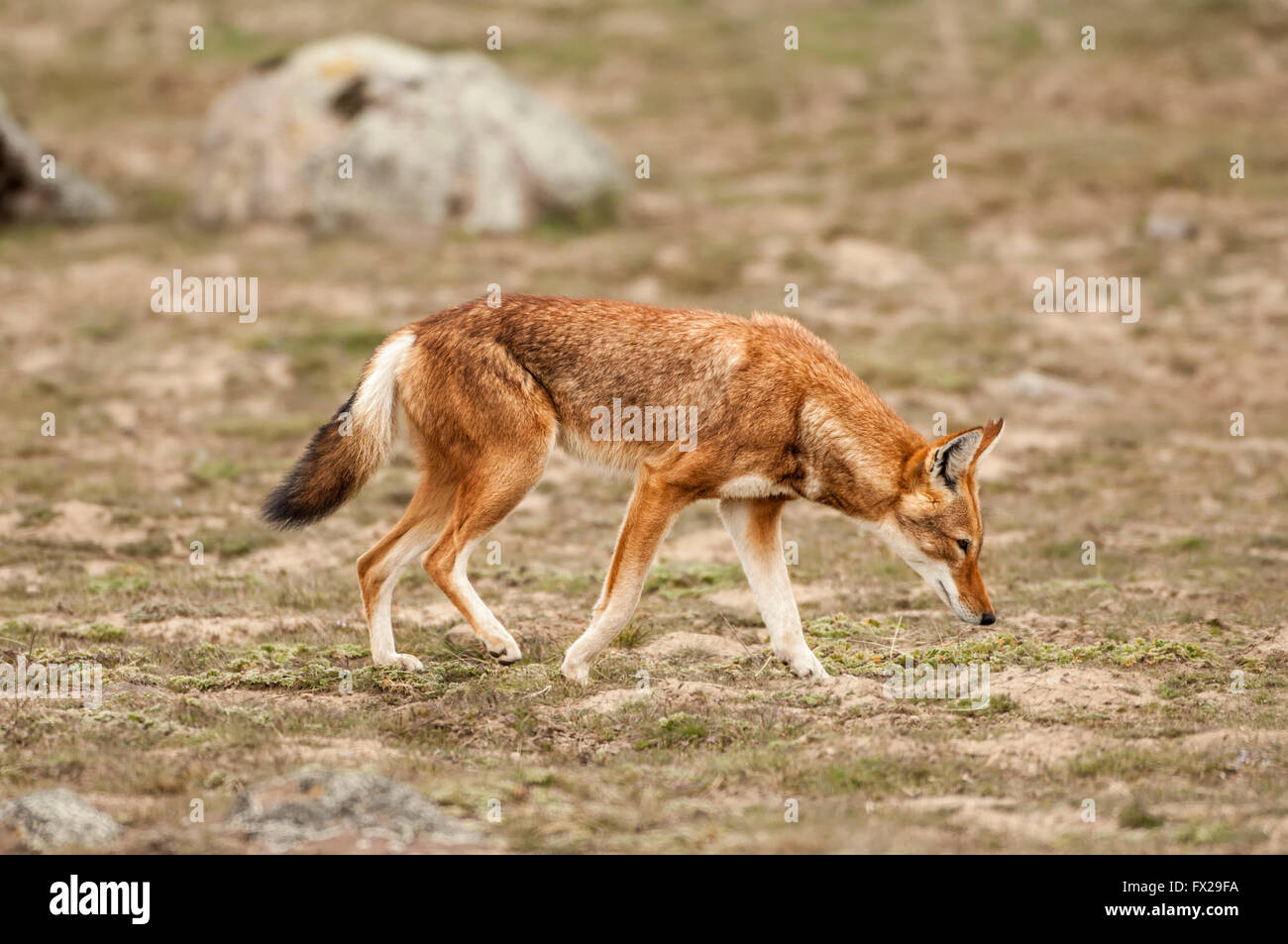 Ethiopian Wolf (Canis simensis), Bale mountains national park, Ethiopia ...