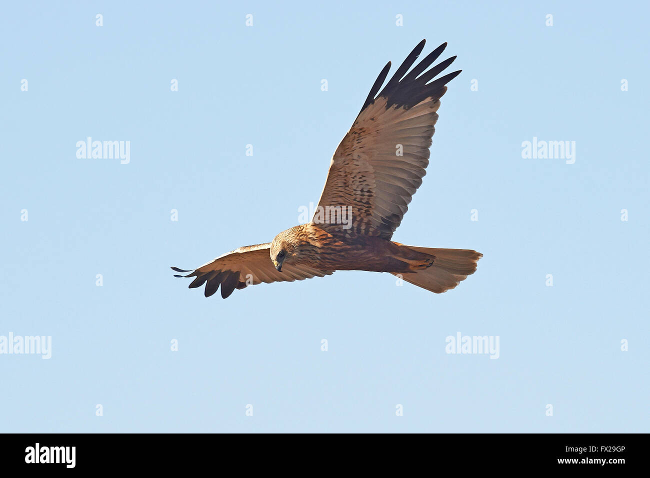 Harrier hi-res stock photography and images - Alamy