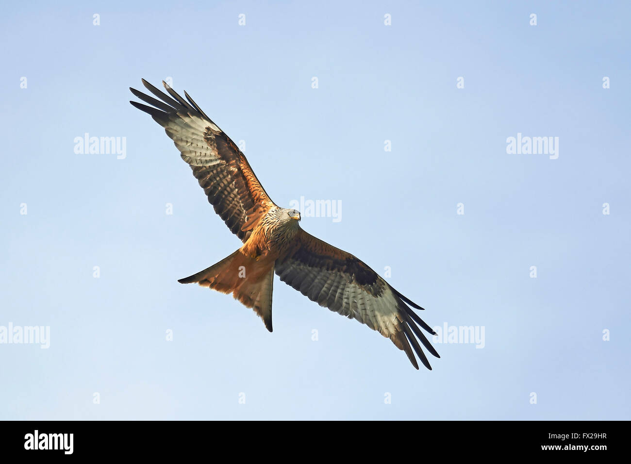 Red kite in flight hi-res stock photography and images - Alamy