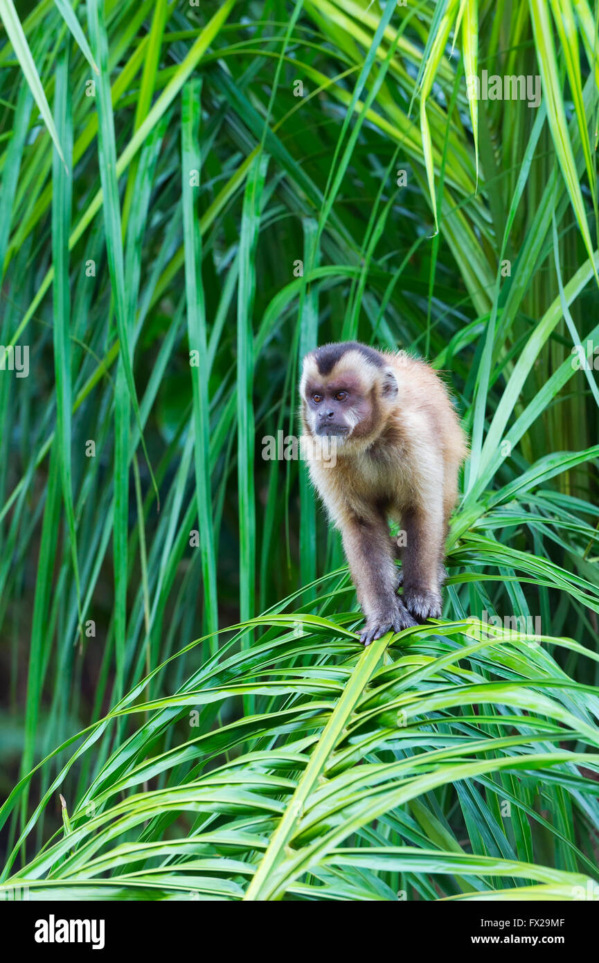 Tufted capuchin monkeys hi-res stock photography and images - Alamy