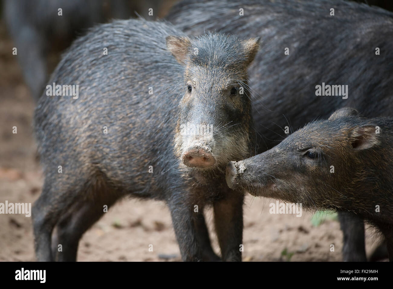 White-lipped Peccaries (Tayassu pecari), Alta Floresta, Mato Grosso ...