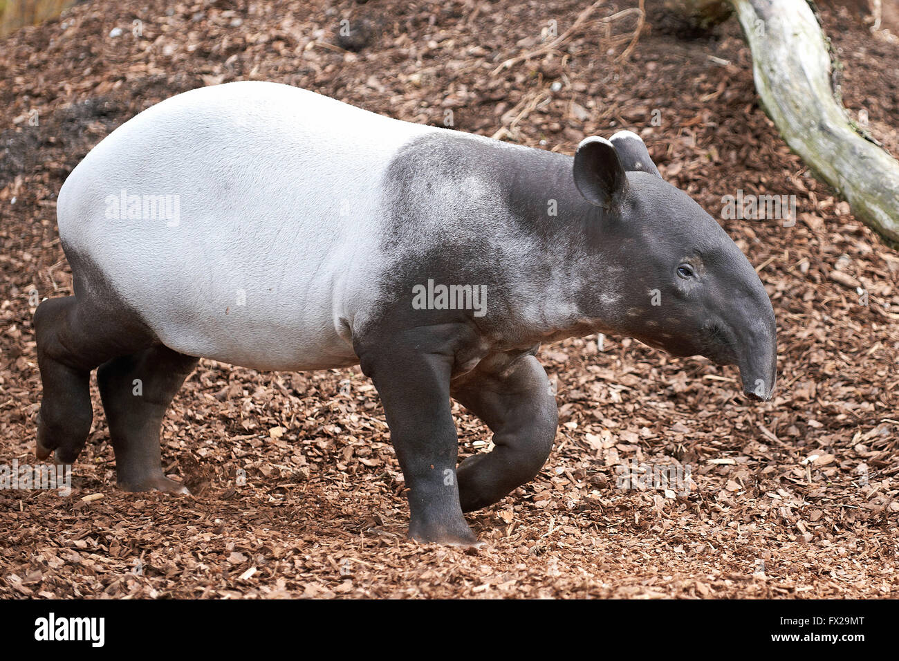 The malayan tapir hi-res stock photography and images - Alamy