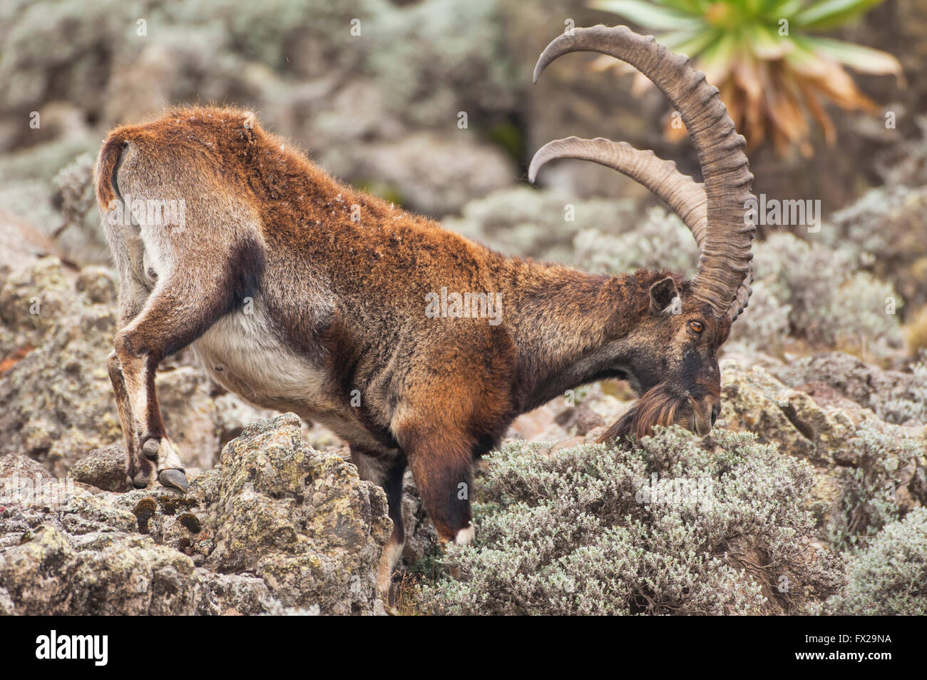 Walia Ibex (Capra walie), Simien mountains national park, Amhara region ...