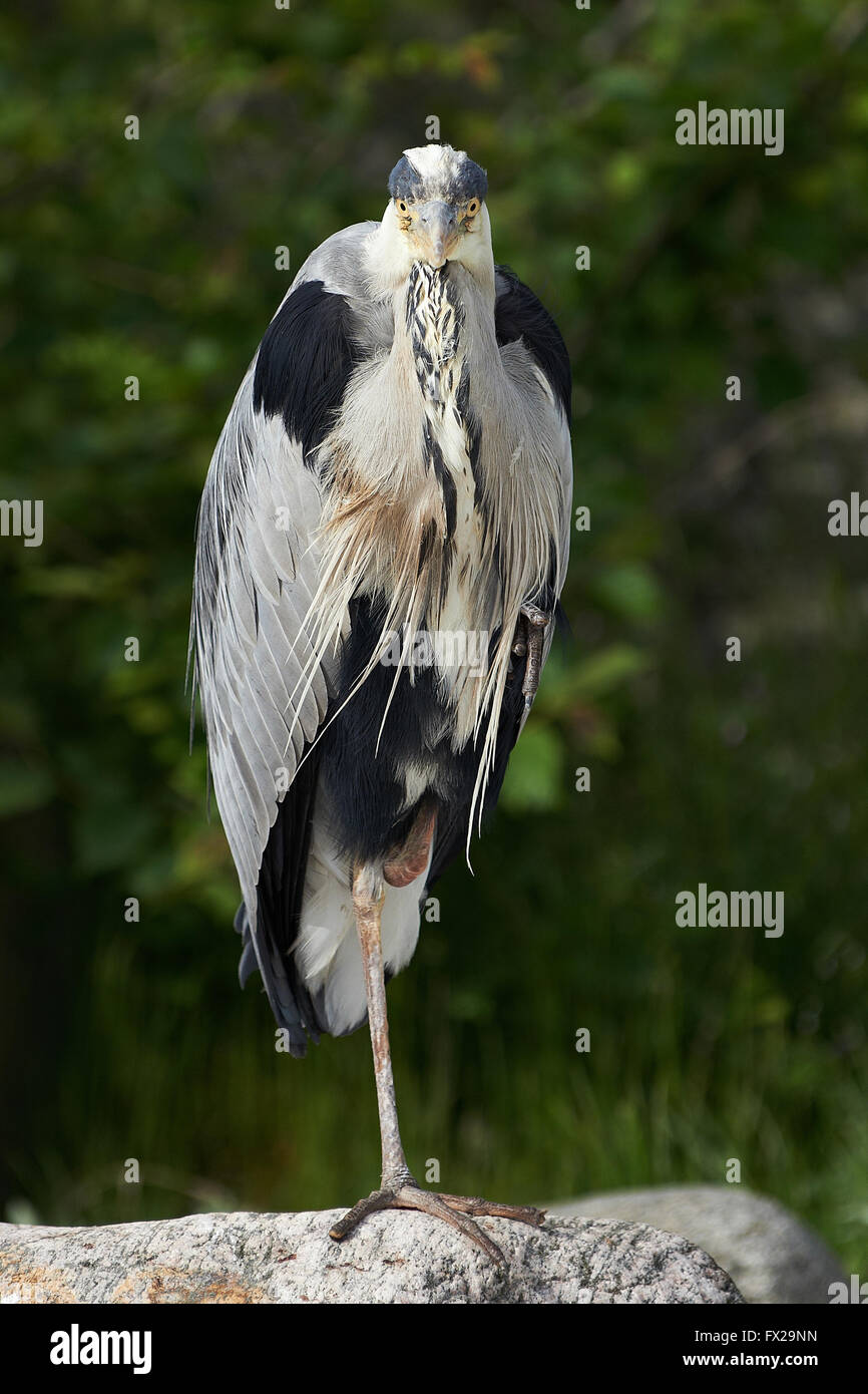 Heron on one leg hi-res stock photography and images - Alamy