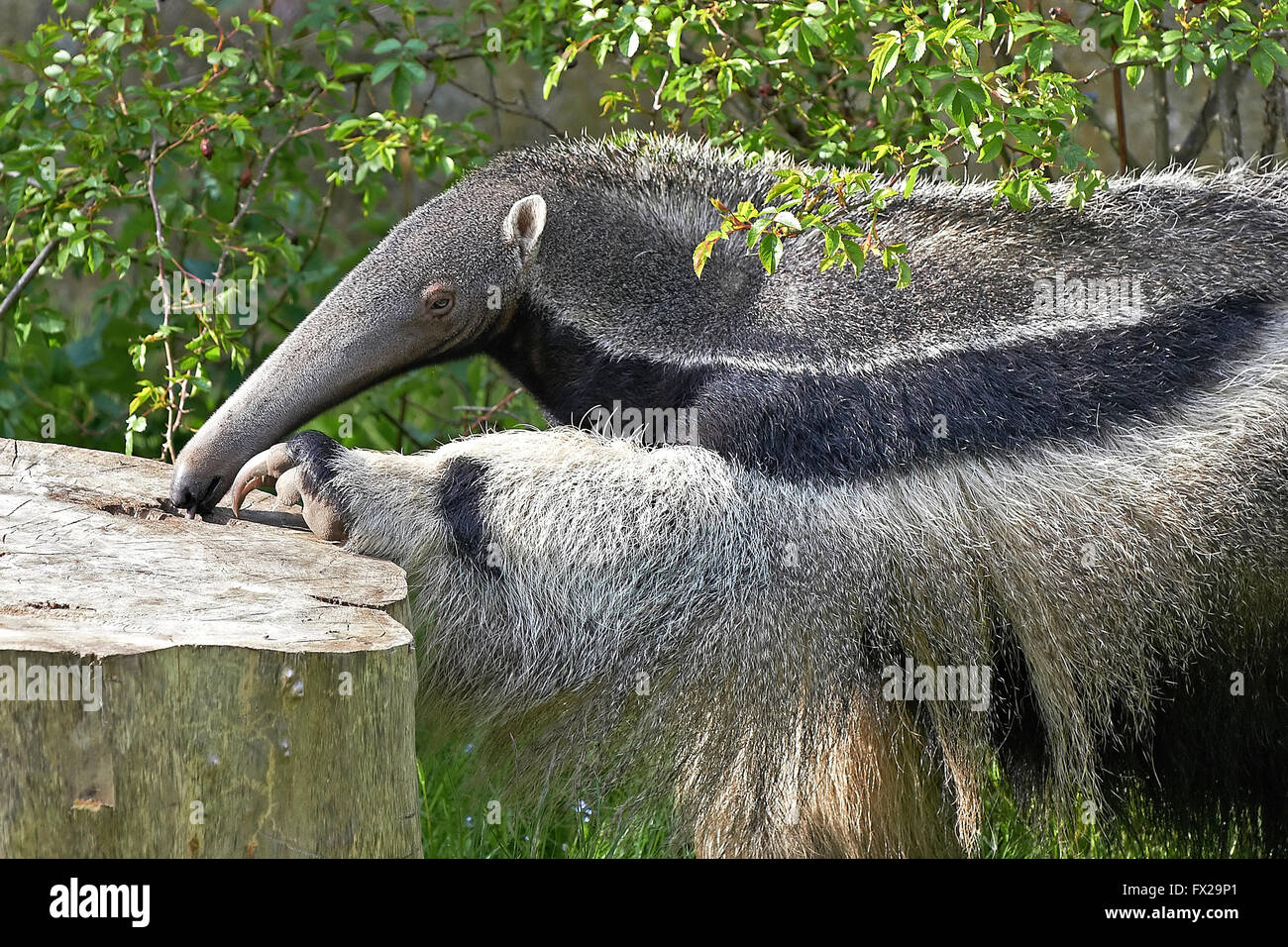 The giant anteater hi-res stock photography and images - Alamy