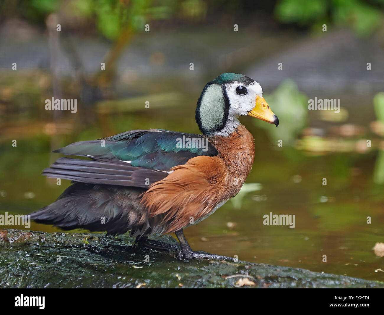 African Pygmy Goose resting Stock Photo - Alamy
