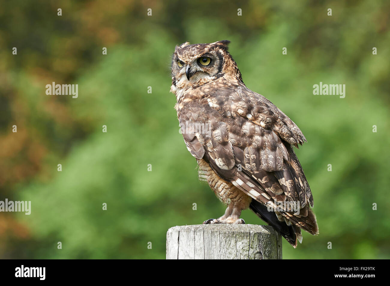 Spotted Eagle Owl resting Stock Photo - Alamy