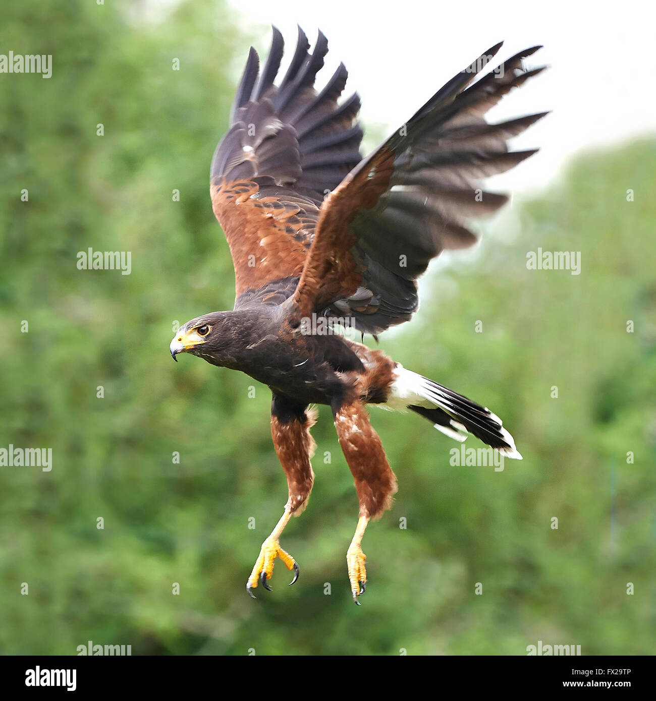 Harris Hawk in flight Stock Photo - Alamy