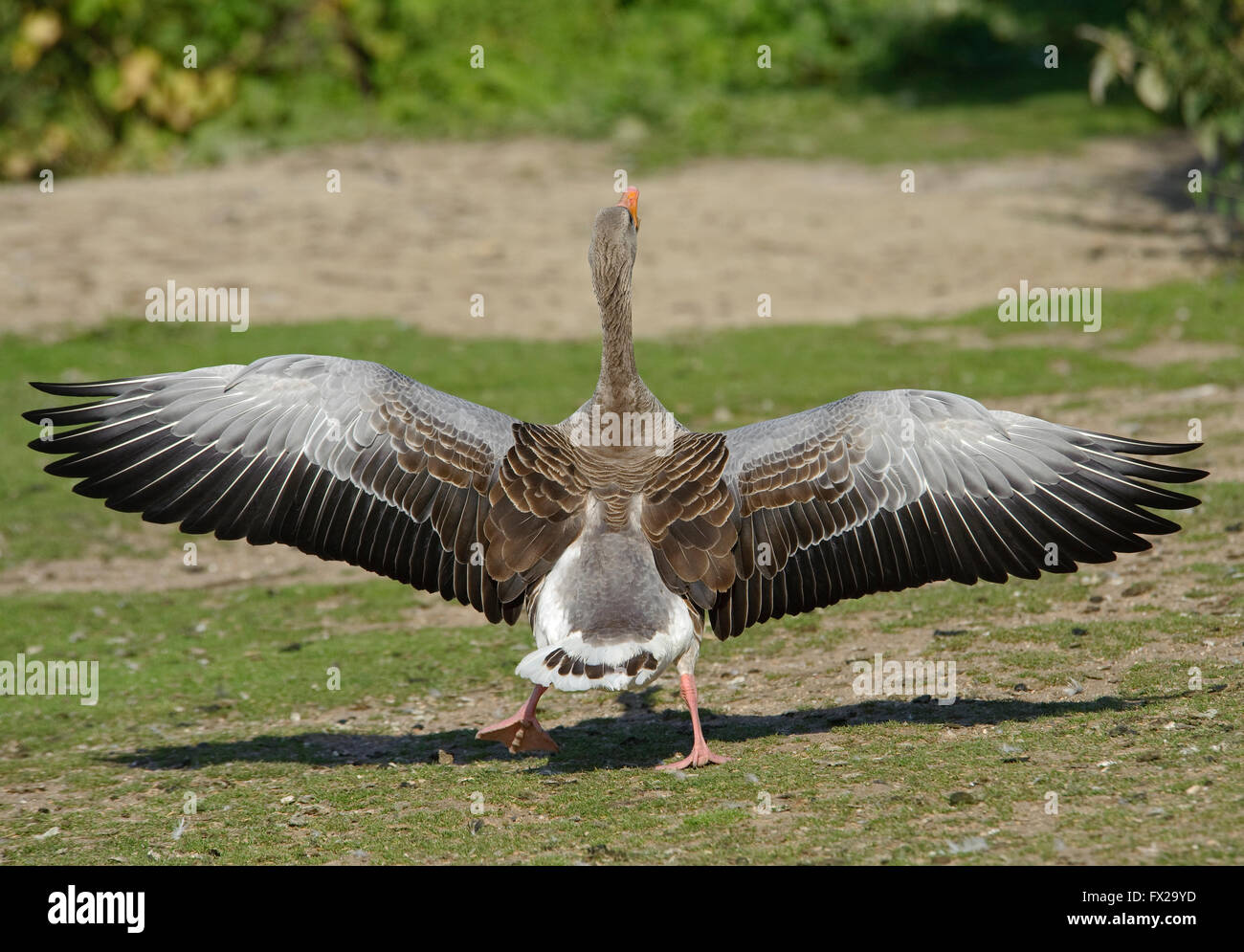 Greylag Goose with open wings Stock Photo - Alamy