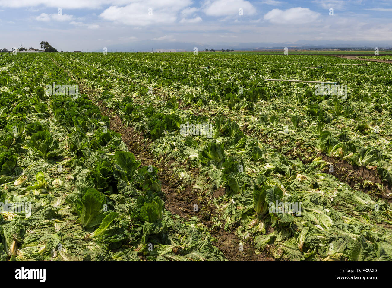 Vegetables in agriculture field drying up from drought Stock Photo - Alamy