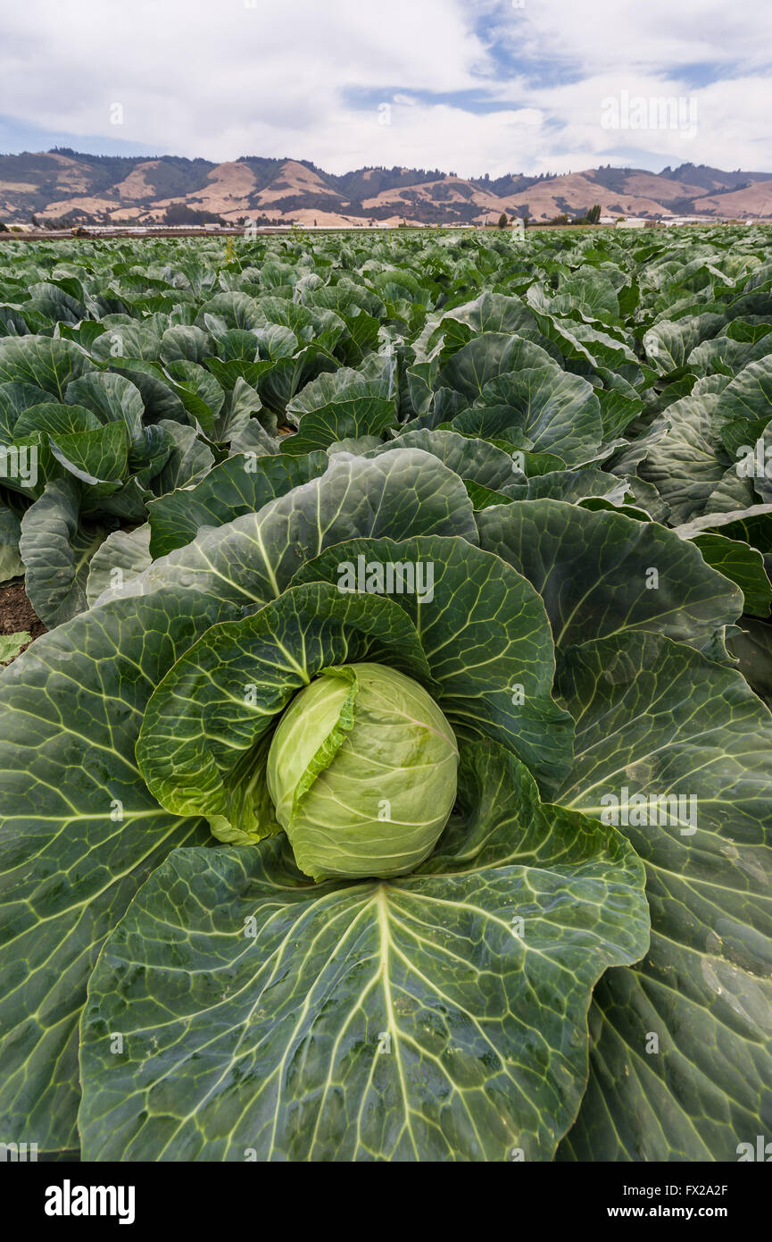 Big cabbage vegetables in field ready for harvest Stock Photo - Alamy