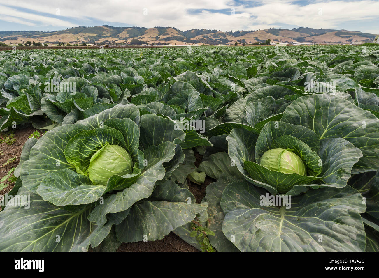 Big cabbage vegetables in field ready for harvest Stock Photo - Alamy