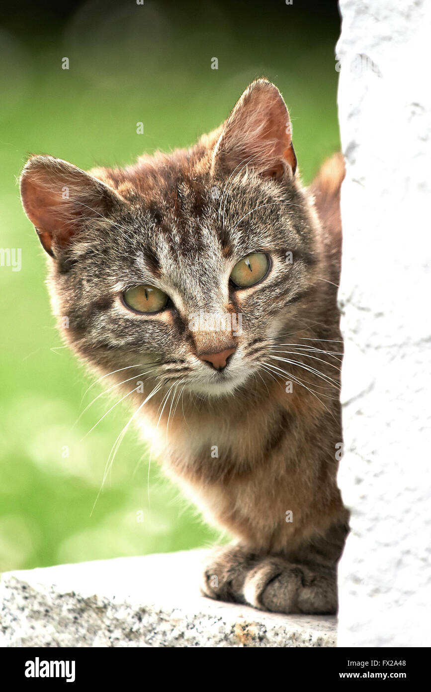 Domestic Cat looking around a white wall corner Stock Photo - Alamy