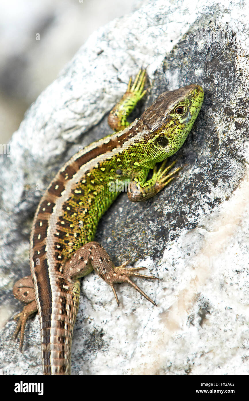 Sand Lizard resting on a rock in the sun Stock Photo - Alamy