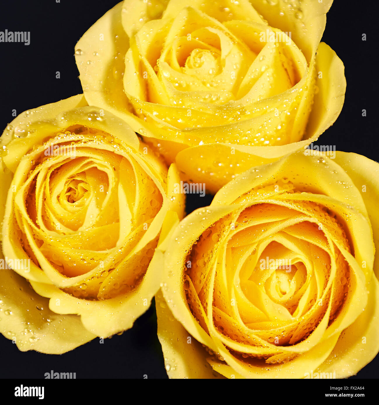Closeup of beautiful yellow roses Stock Photo - Alamy