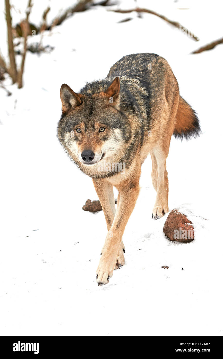 Wolf in its natural habitat hi-res stock photography and images - Alamy