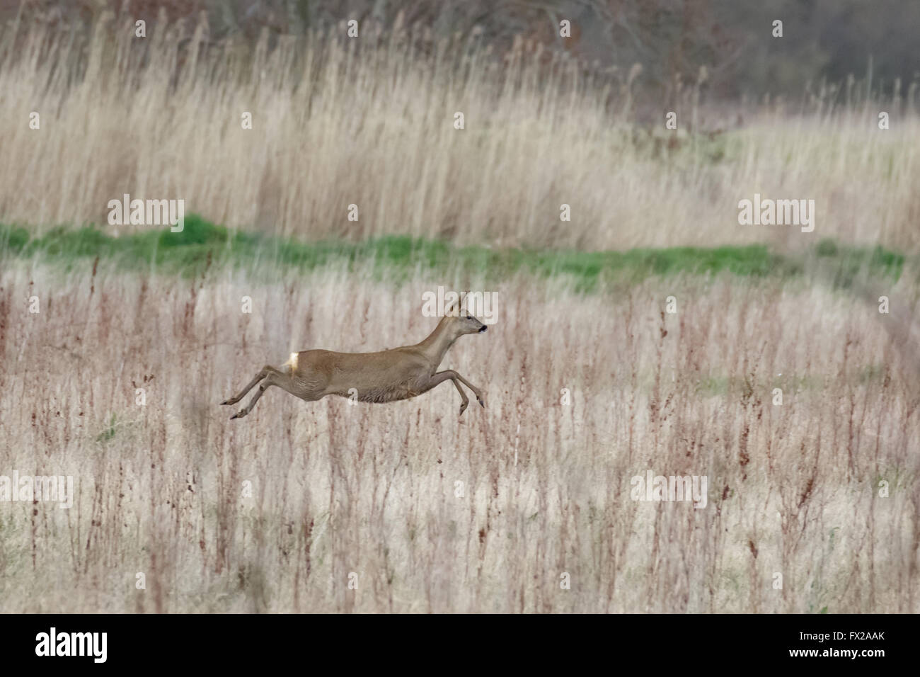 European roe deer hind (Capreolus capreolus) bounding across a meadow ...