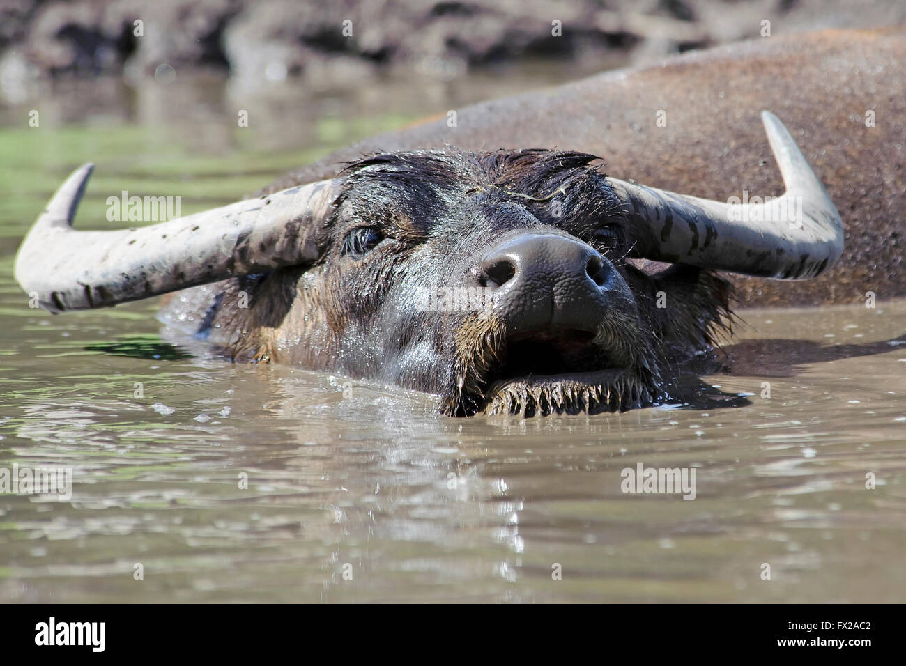 Wild water buffalo cooling down in the mud and water Stock Photo - Alamy