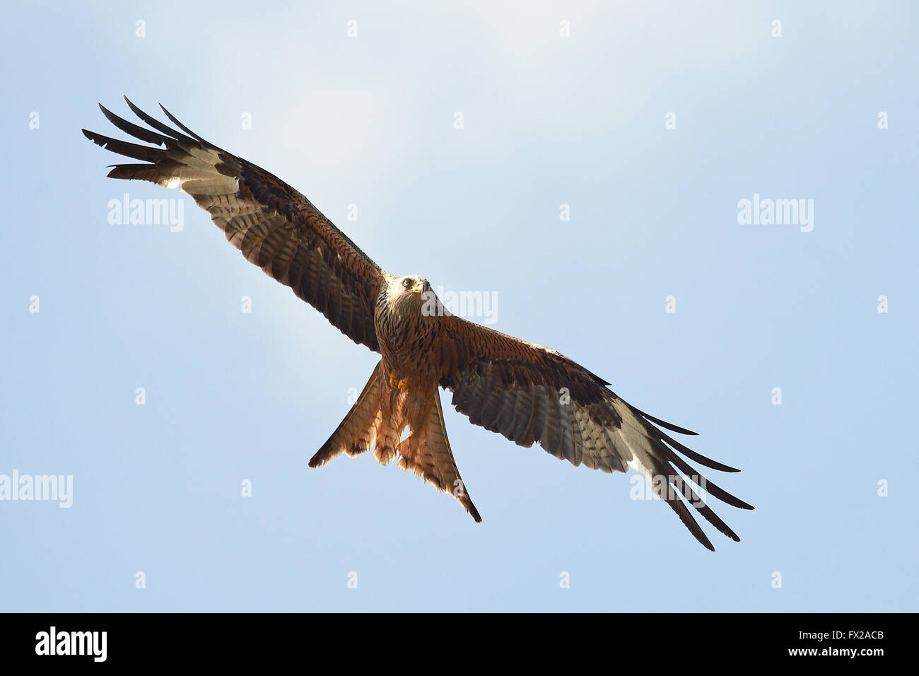 Red kite in flight with blue sky Stock Photo - Alamy