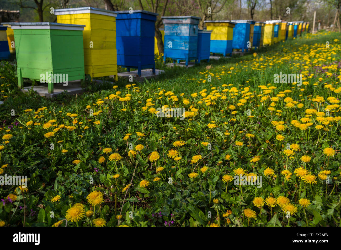 Bee hives on spring garden with blooming fruit trees with blossom and ...