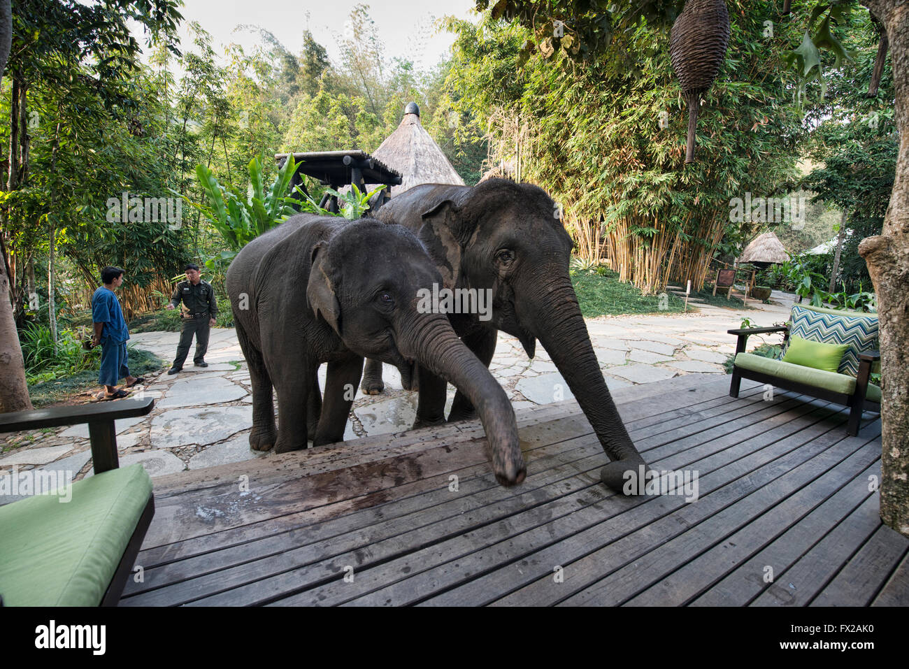 Elephants come for feeding at the Four Seasons Tented Camp in Chiang ...