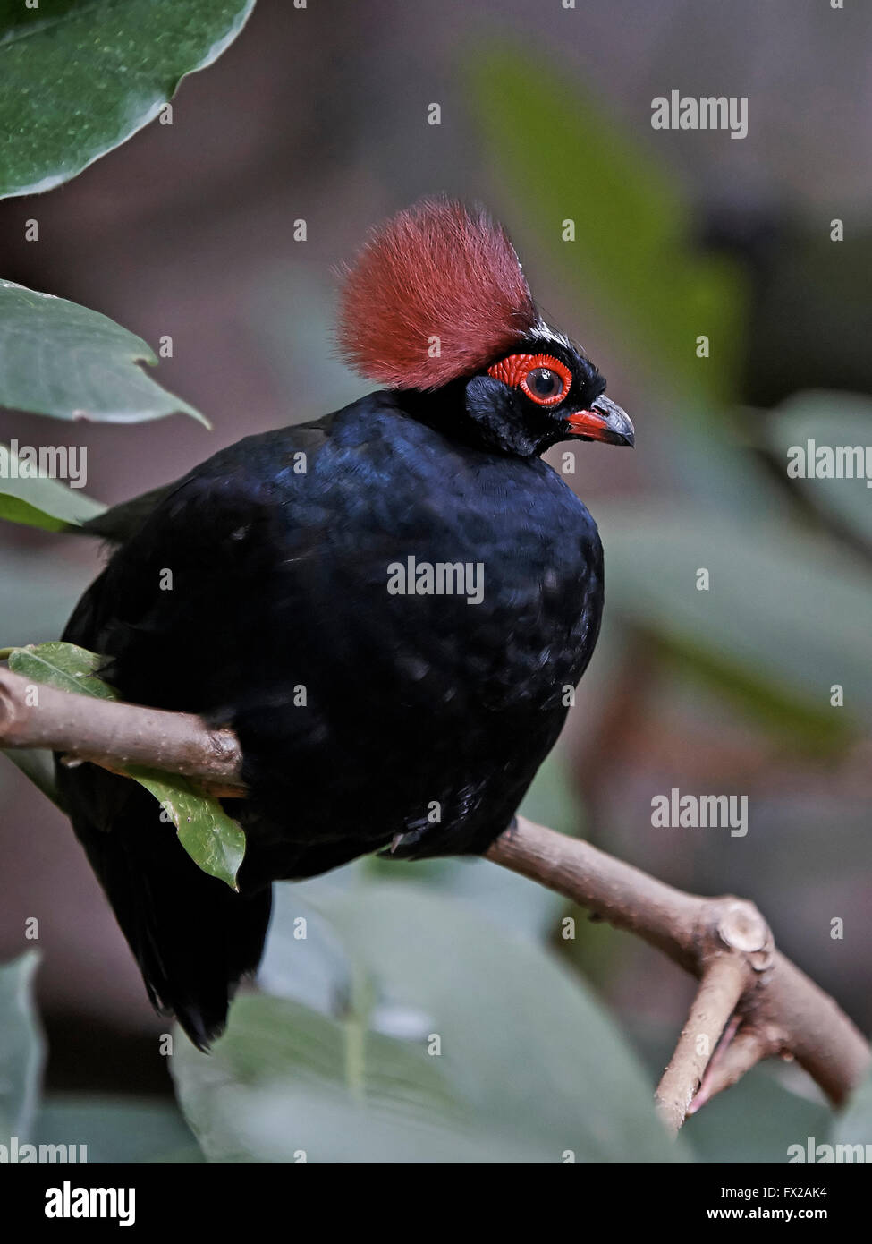 Crested wood partridge hi-res stock photography and images - Alamy