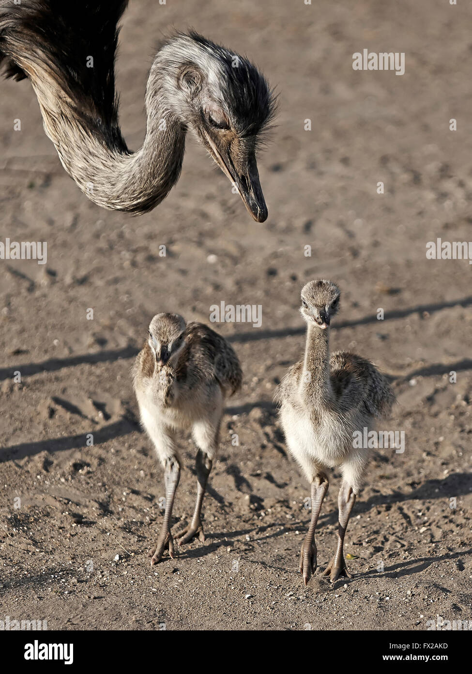 Rhea mum watching over her babies Stock Photo - Alamy