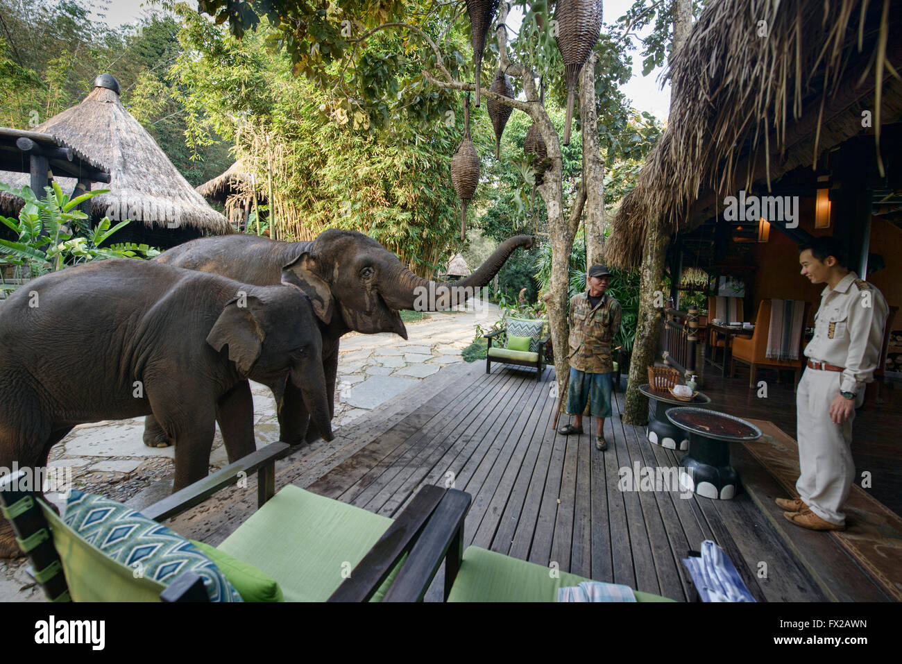 Elephants come for feeding at the Four Seasons Tented Camp in Chiang ...