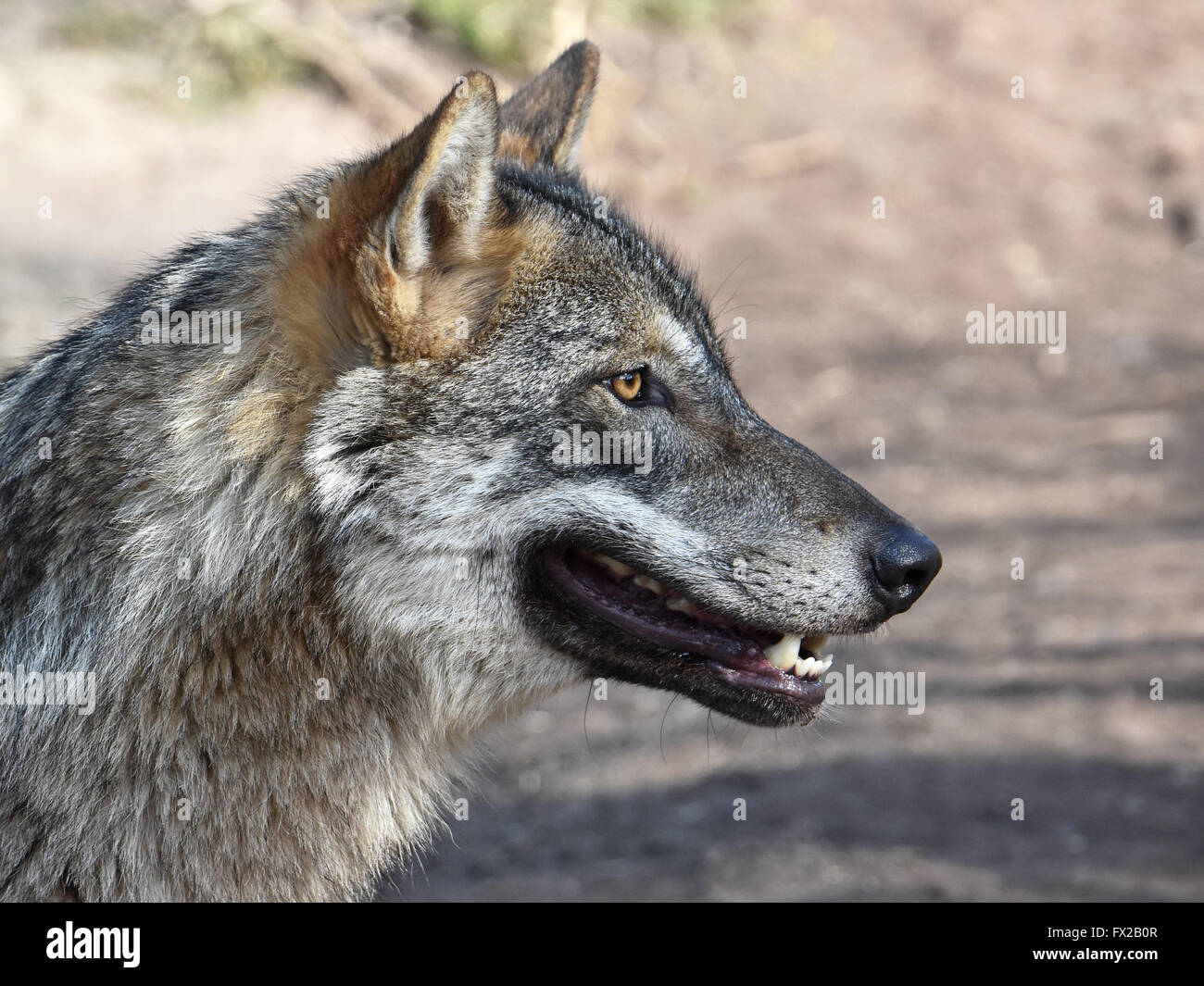 Closeup portrait of the Grey Wolf from the side Stock Photo - Alamy