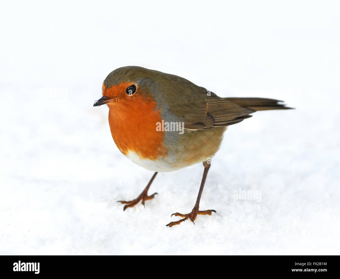 European robin resting in the snow in its habitat Stock Photo - Alamy