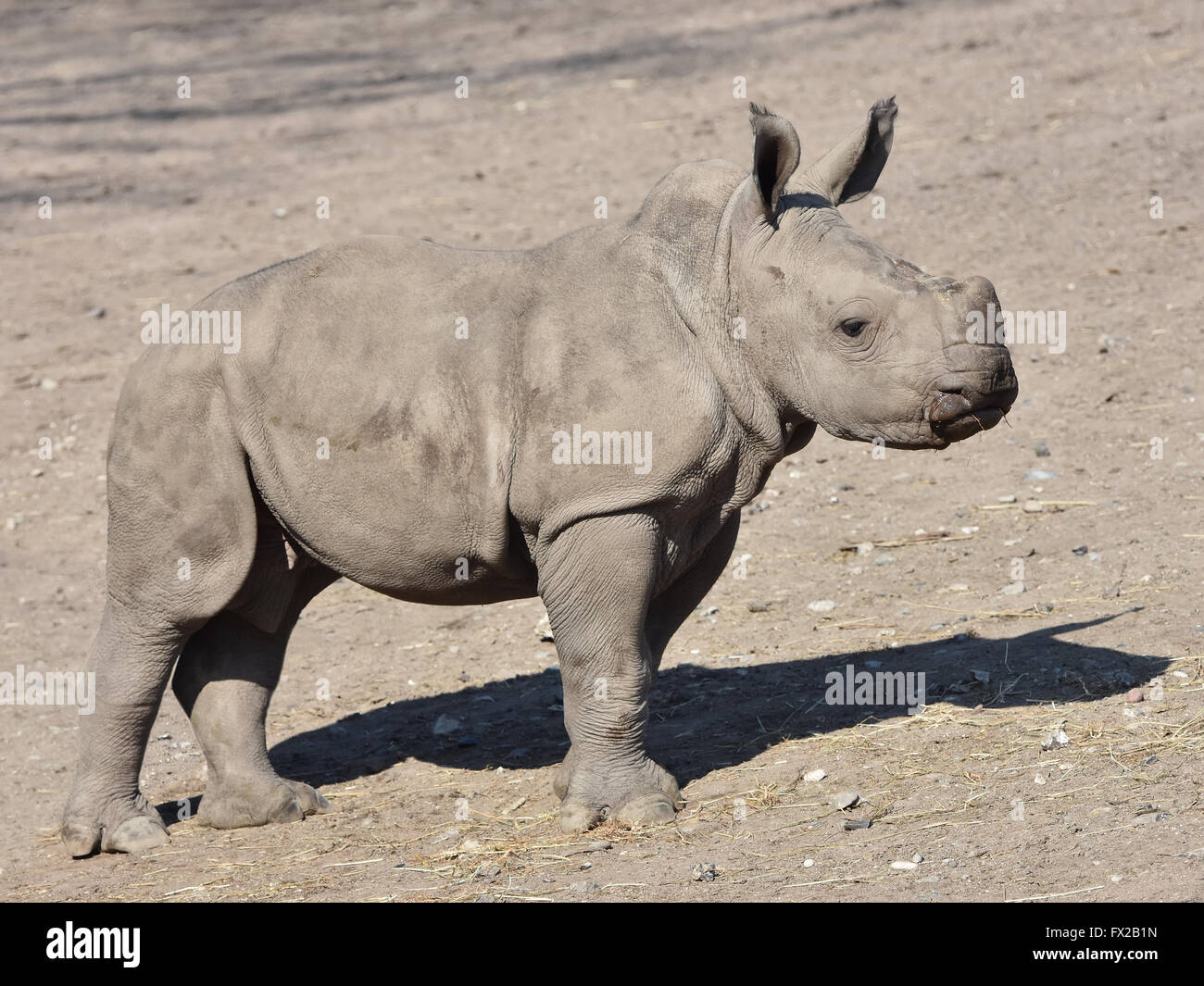 Juvenile White Rhinoceros walking on the dry ground in its habitat ...
