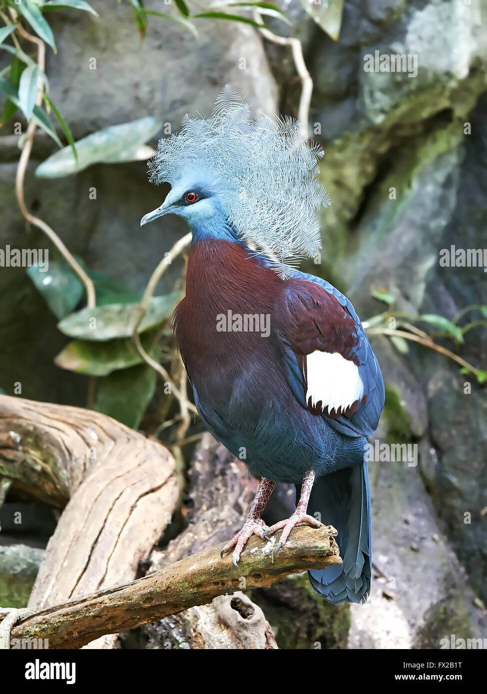 Resting pigeon hi-res stock photography and images - Alamy