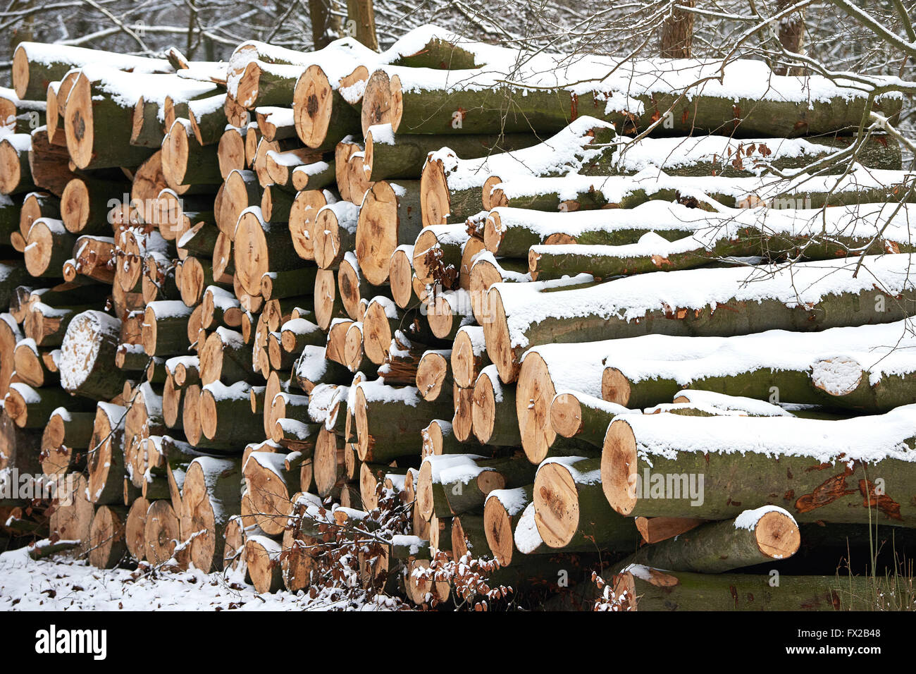 Stacked wood logs in the forrest with snow on top Stock Photo - Alamy